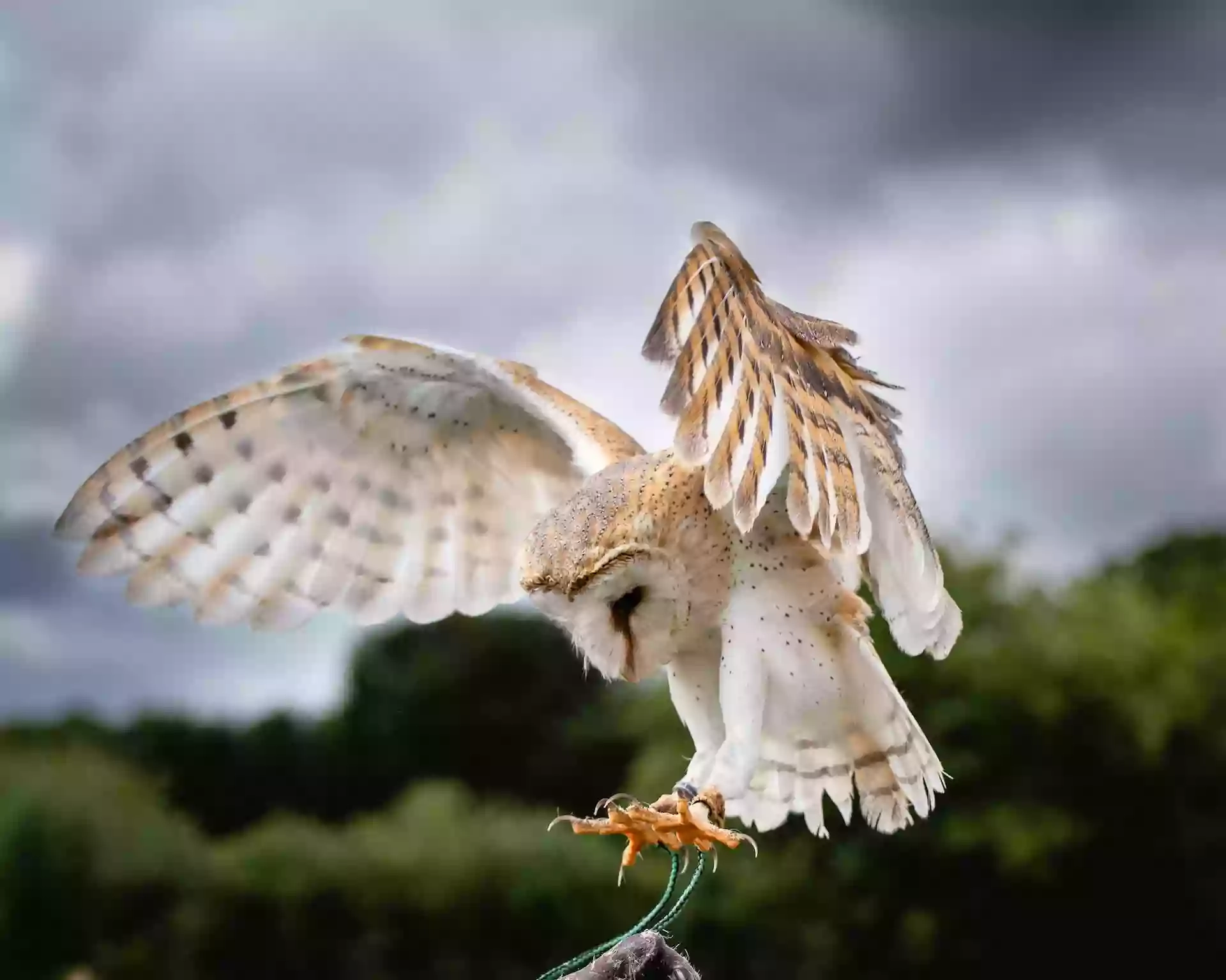 The Devon Bird of Prey Centre - Ipplepen, Newton Abbot TQ12 5TN, United ...