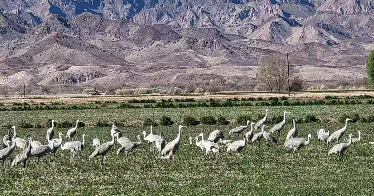 Cibola National Wildlife Refuge Offices and Visitor Center Station ...